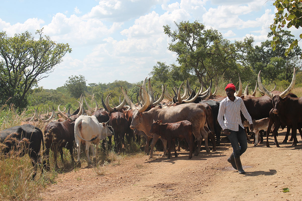 Balaalo are part of NRM grand scheme for vice-like grip on Uganda ...